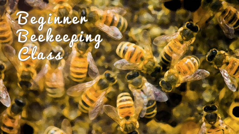 2019 Beginner Beekeeping Class